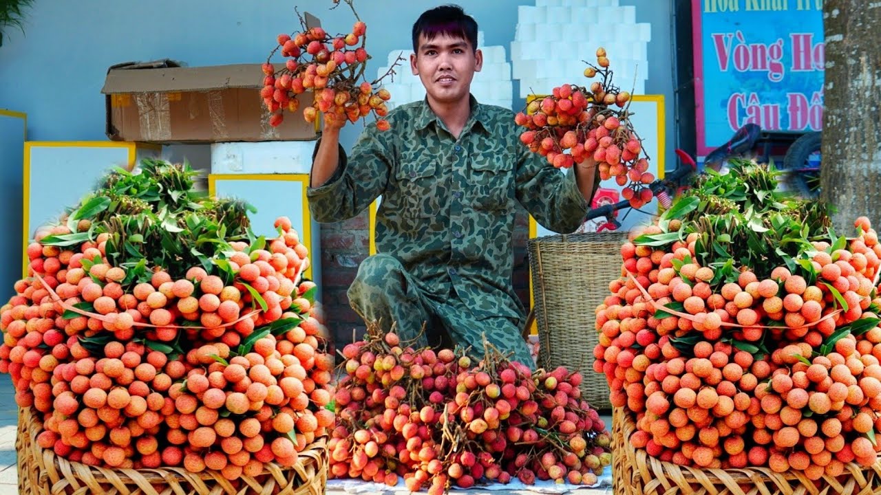 FULL VIDEO: 60 days of harvesting lychee, melons & agricultural ...