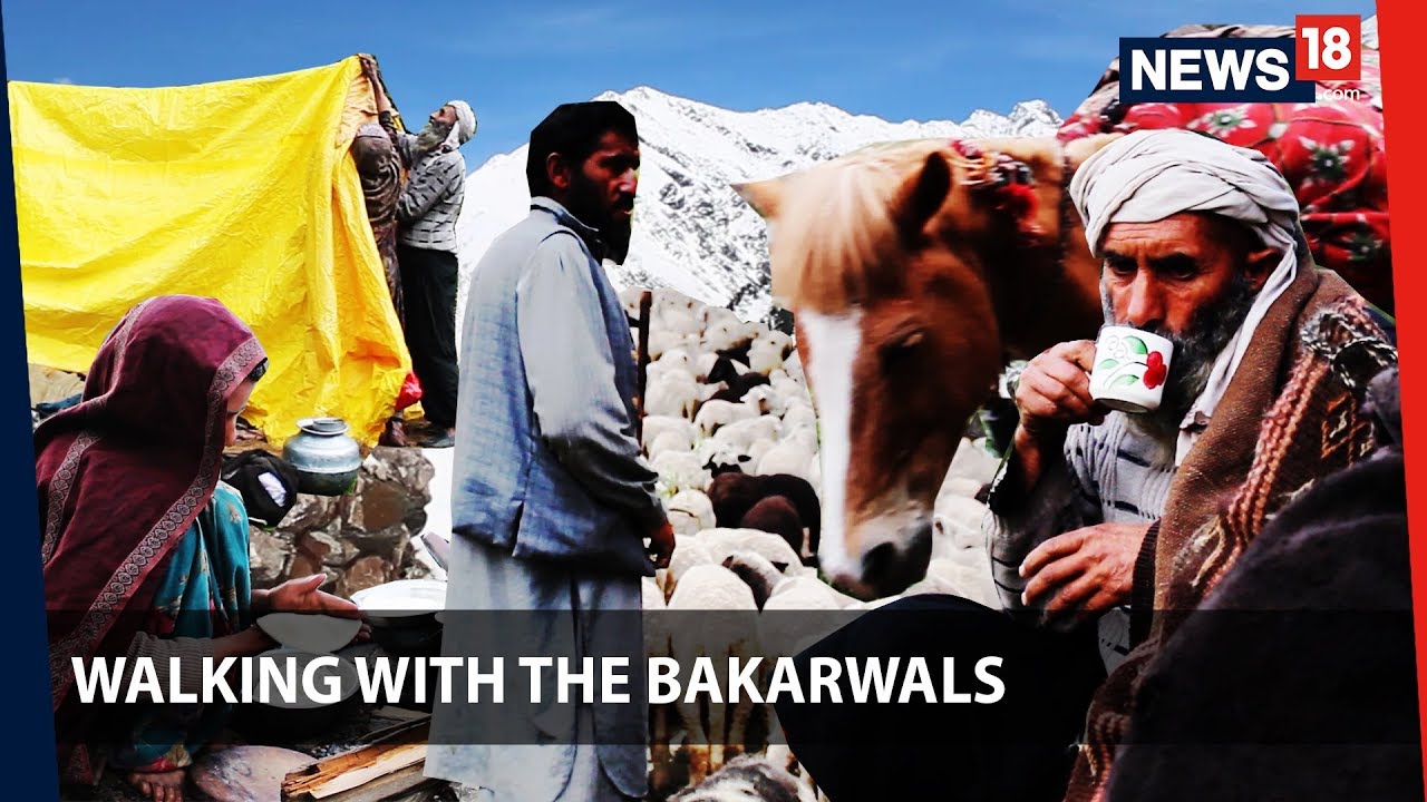Walking With the Bakarwals | Through Jammu and Kashmir with the nomads ...