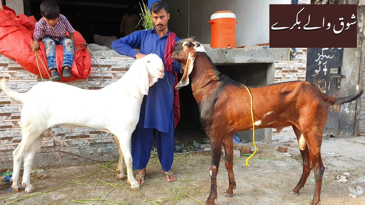 Pakistan mint bakra mandi updates for eid 2024 - YouTube