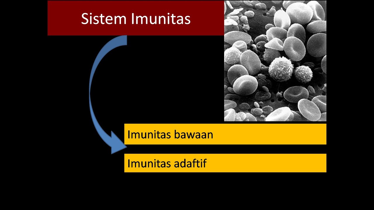 sistem imunitas Manusia - YouTube