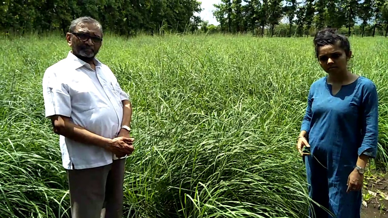 Lemongrass Training on Farming and Distillation - YouTube