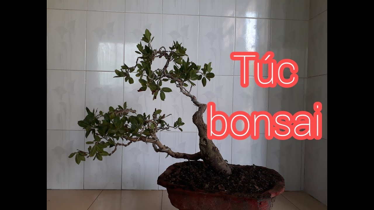 Cây Túc bonsai dáng song xiêu - YouTube