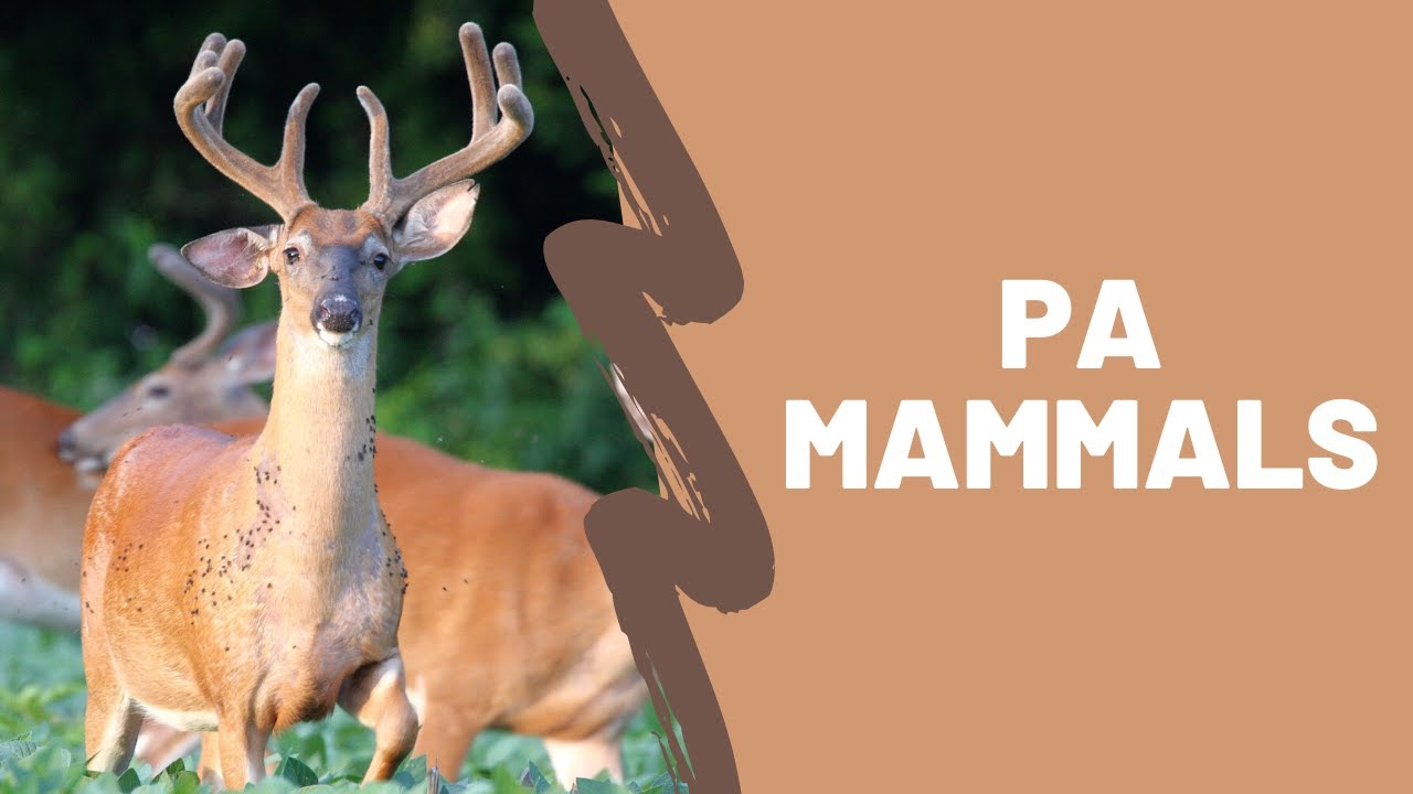 Pennsylvania Mammals - YouTube