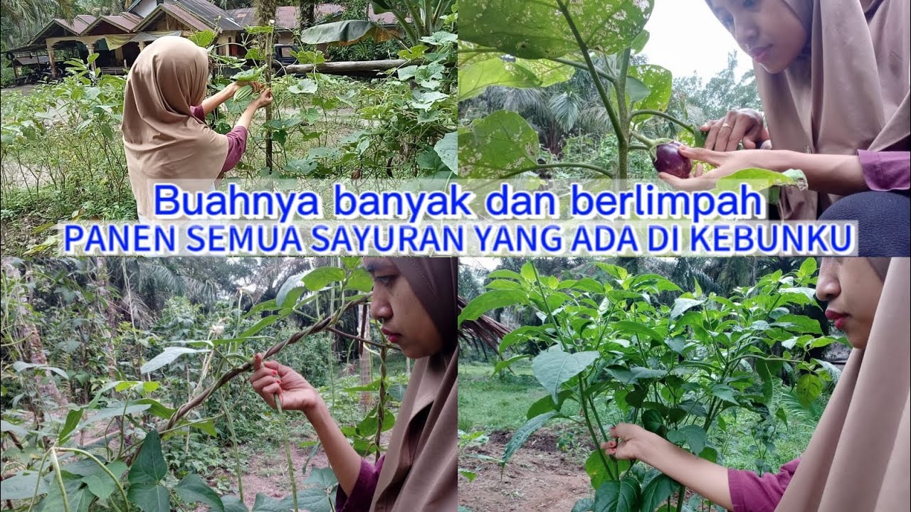 Panen Sayuran Indonesia Di Kebunku Sayurnya Banyak Sekali