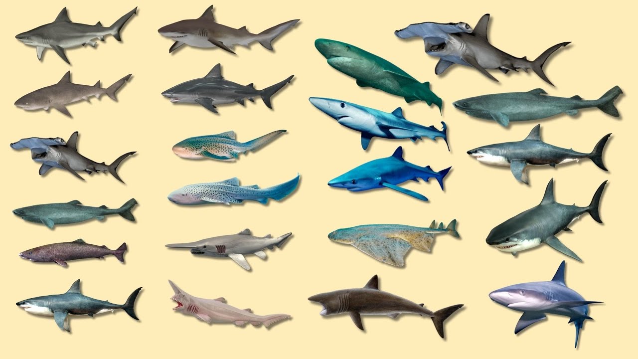 Simple ENGLISH Learn SHARK NAMES For All - YouTube