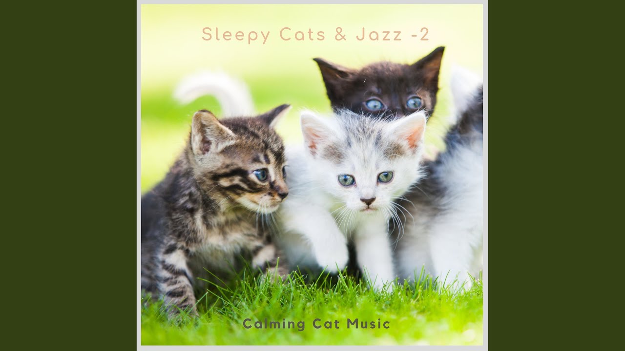 Jazzy Cat - YouTube