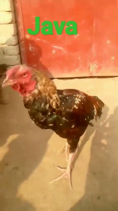 Java murga YouTube short video🐓🐓 - YouTube