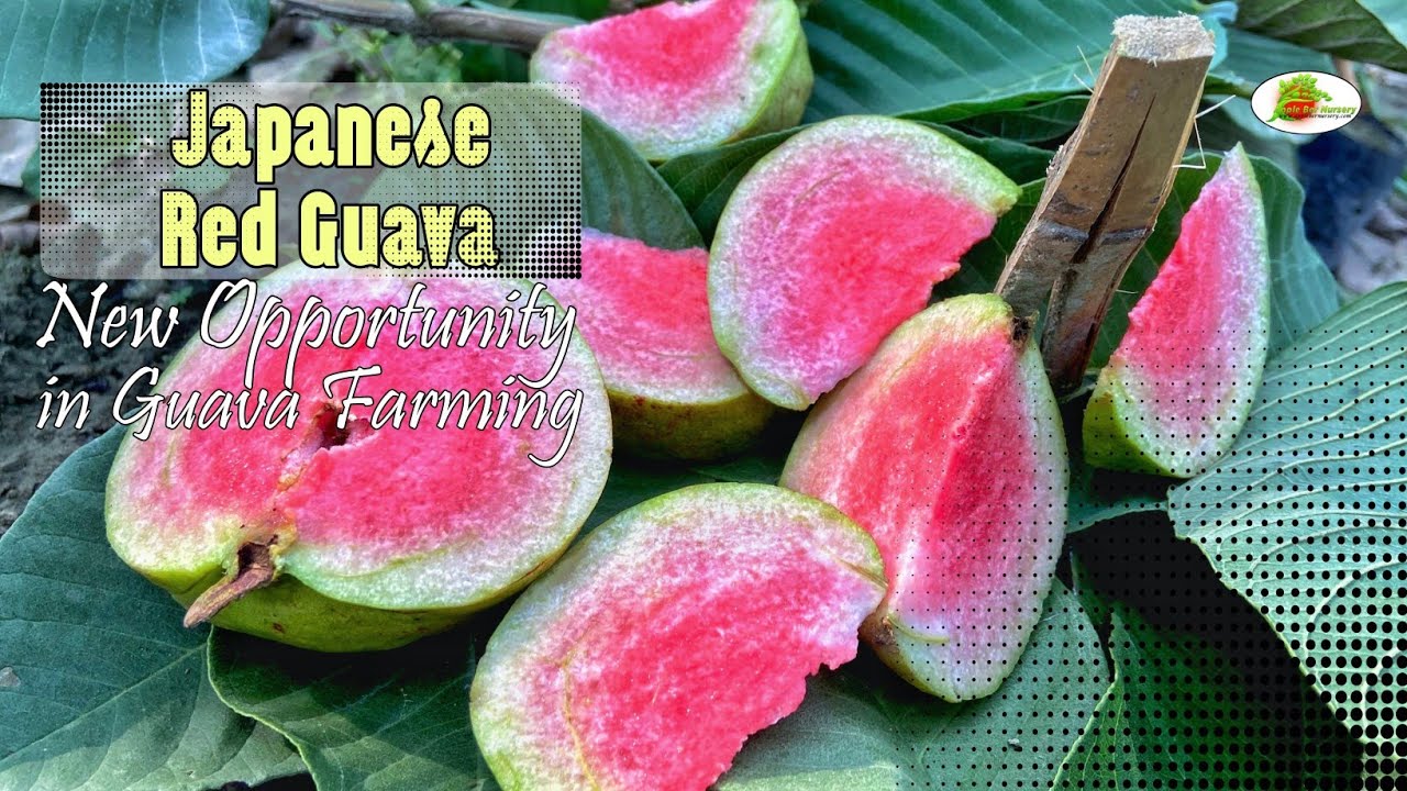 Japanese Red Guava Farming || पैसा कमाने का नया आसान जरिया - YouTube