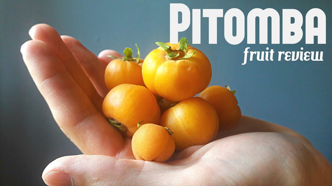 Pitomba Fruit Review - Weird Fruit Explorer Ep. 227 - YouTube