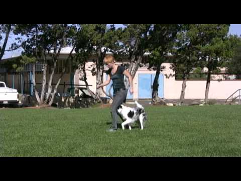 Extreme Dog Dancing Practice Canine Freestyle dogtraining - YouTube