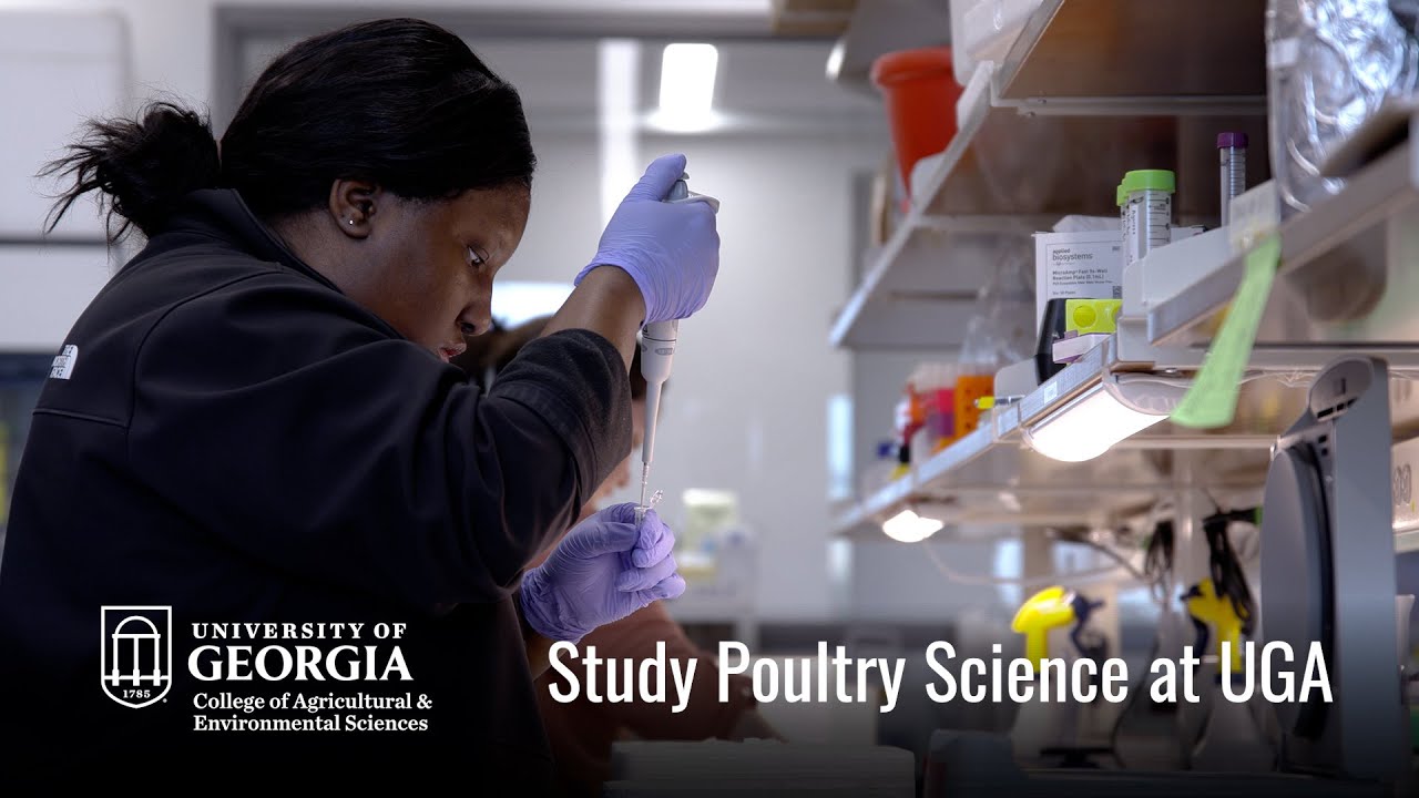 Study Poultry Science at the University of Georgia - YouTube