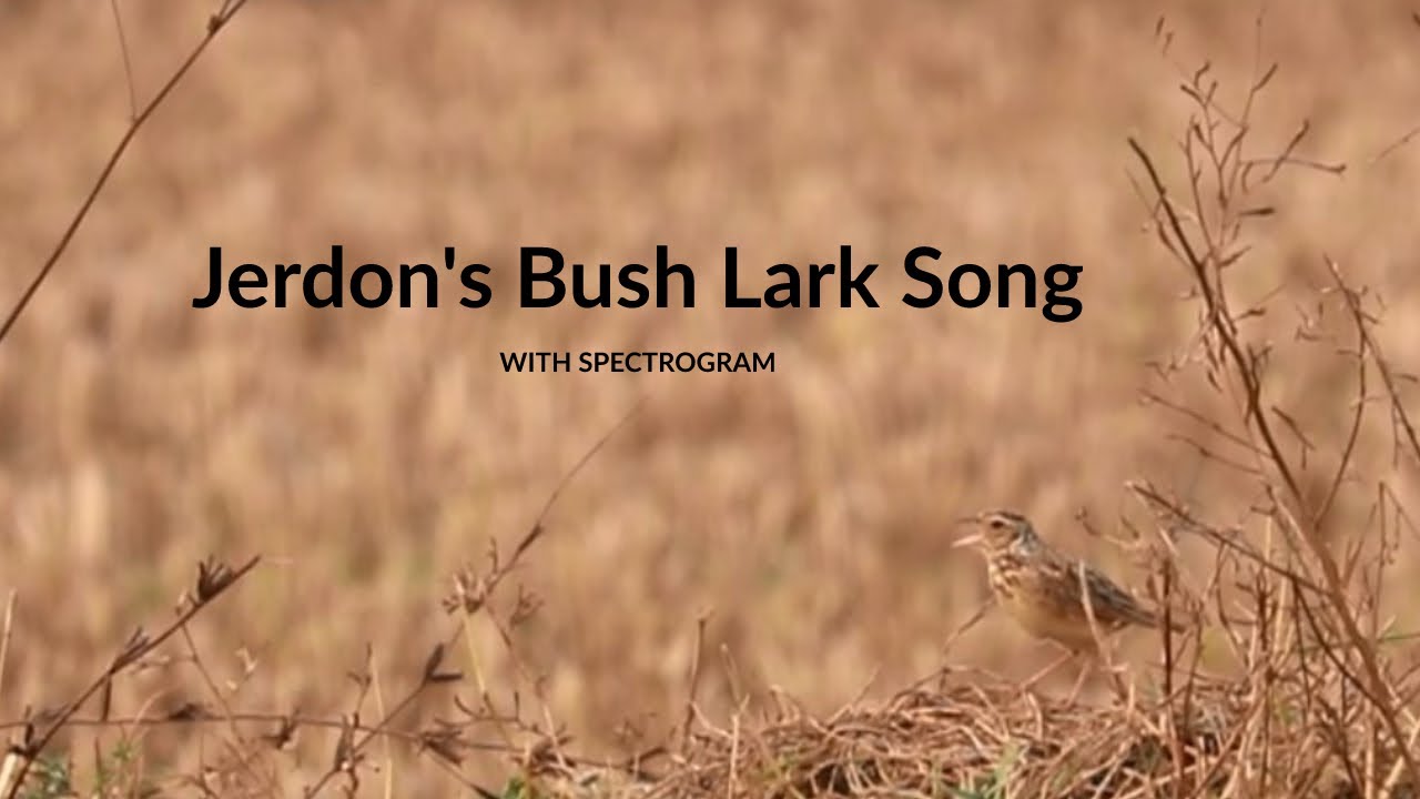 Jerdon's Bushlark Song with Spectrogram | Bengali Name আগ্গিন | Bird ...