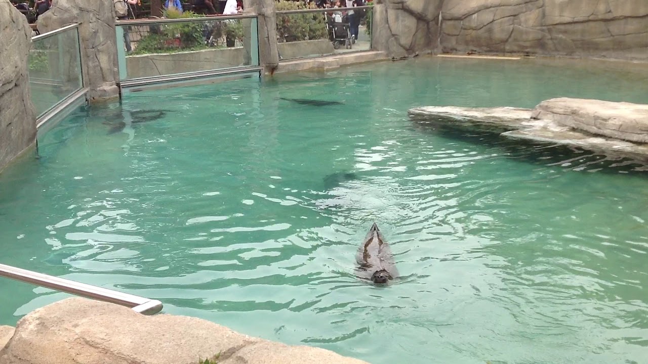 Parco delle Cornelle (zoo) - YouTube