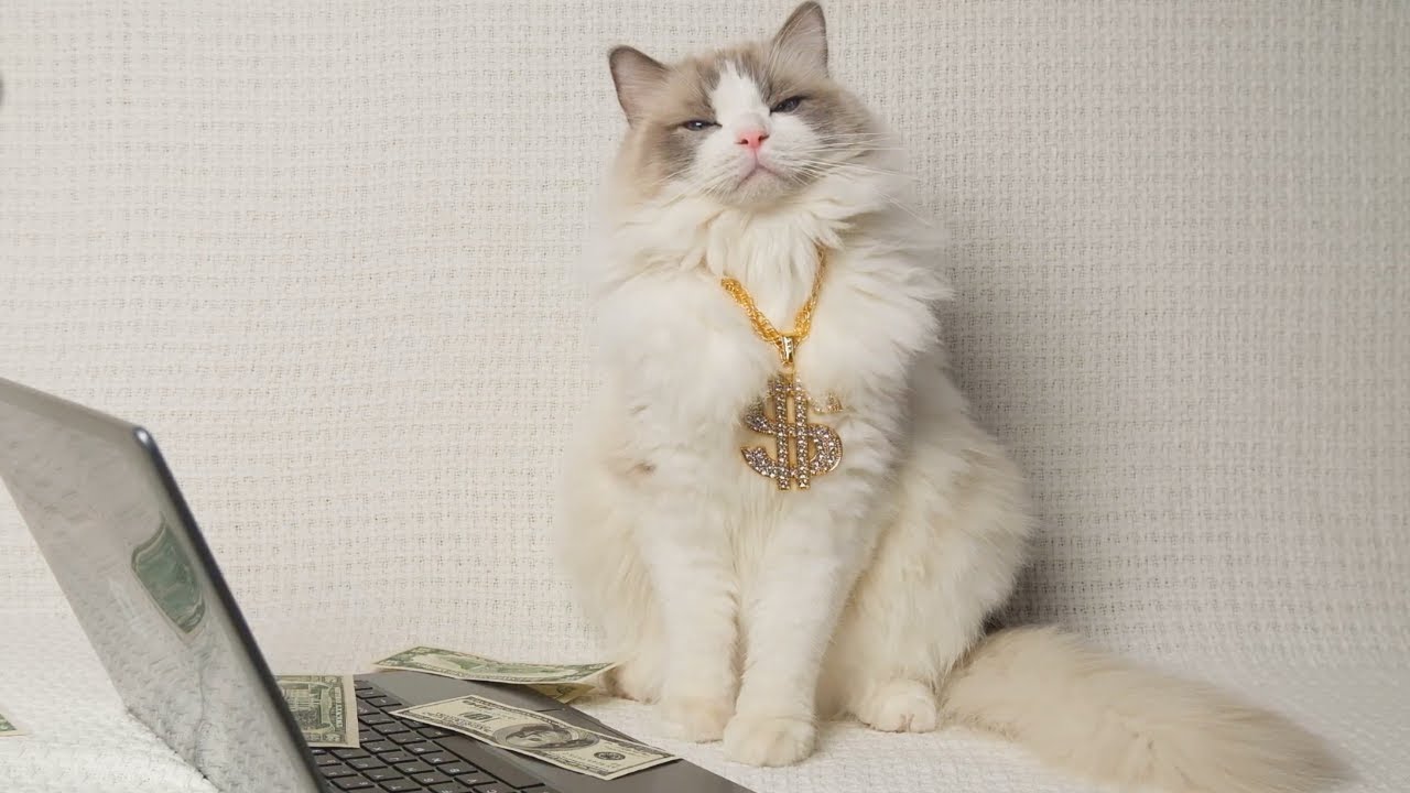 Are Cats Evolving? Meet the Millennial and Gen Z Cats! - YouTube