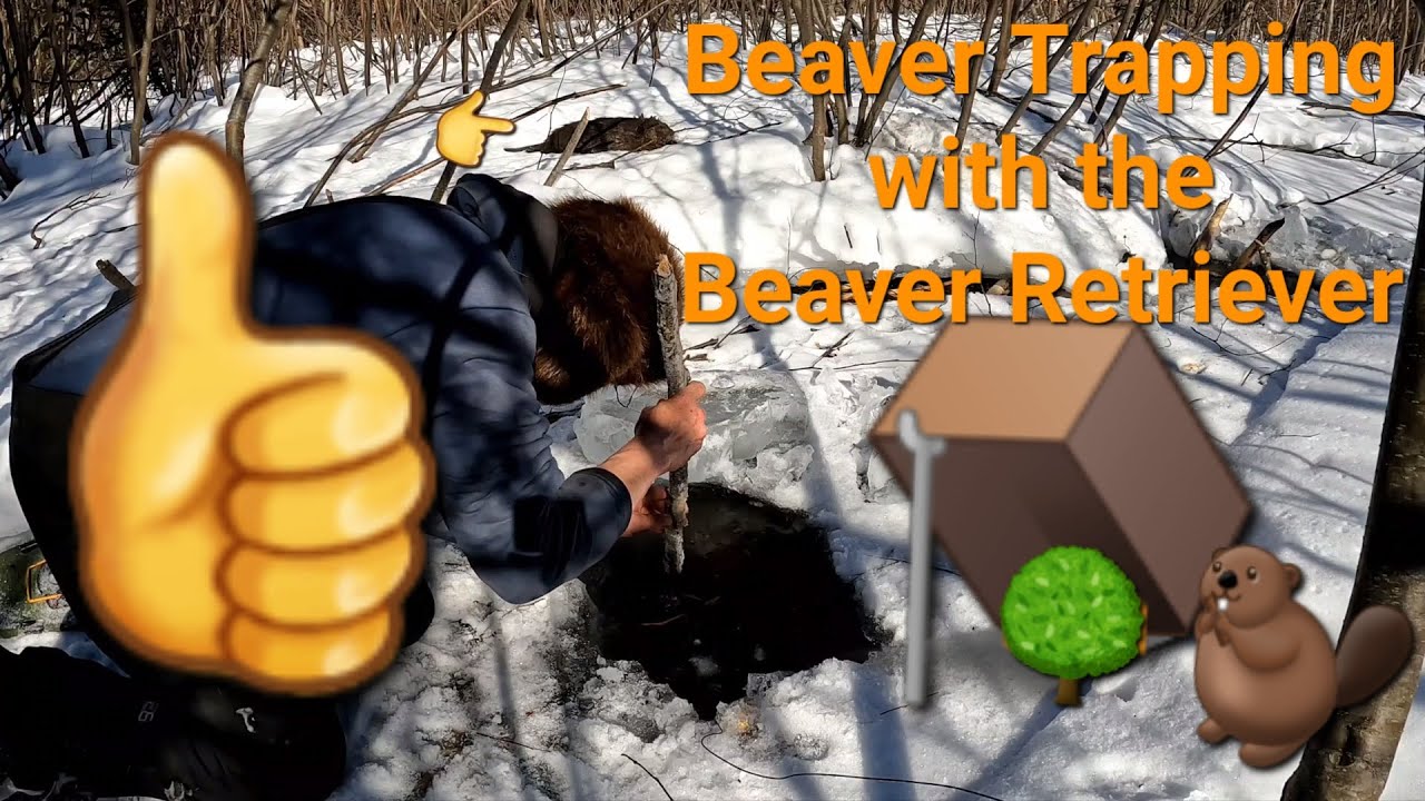 Checking and setting beaver traps - YouTube