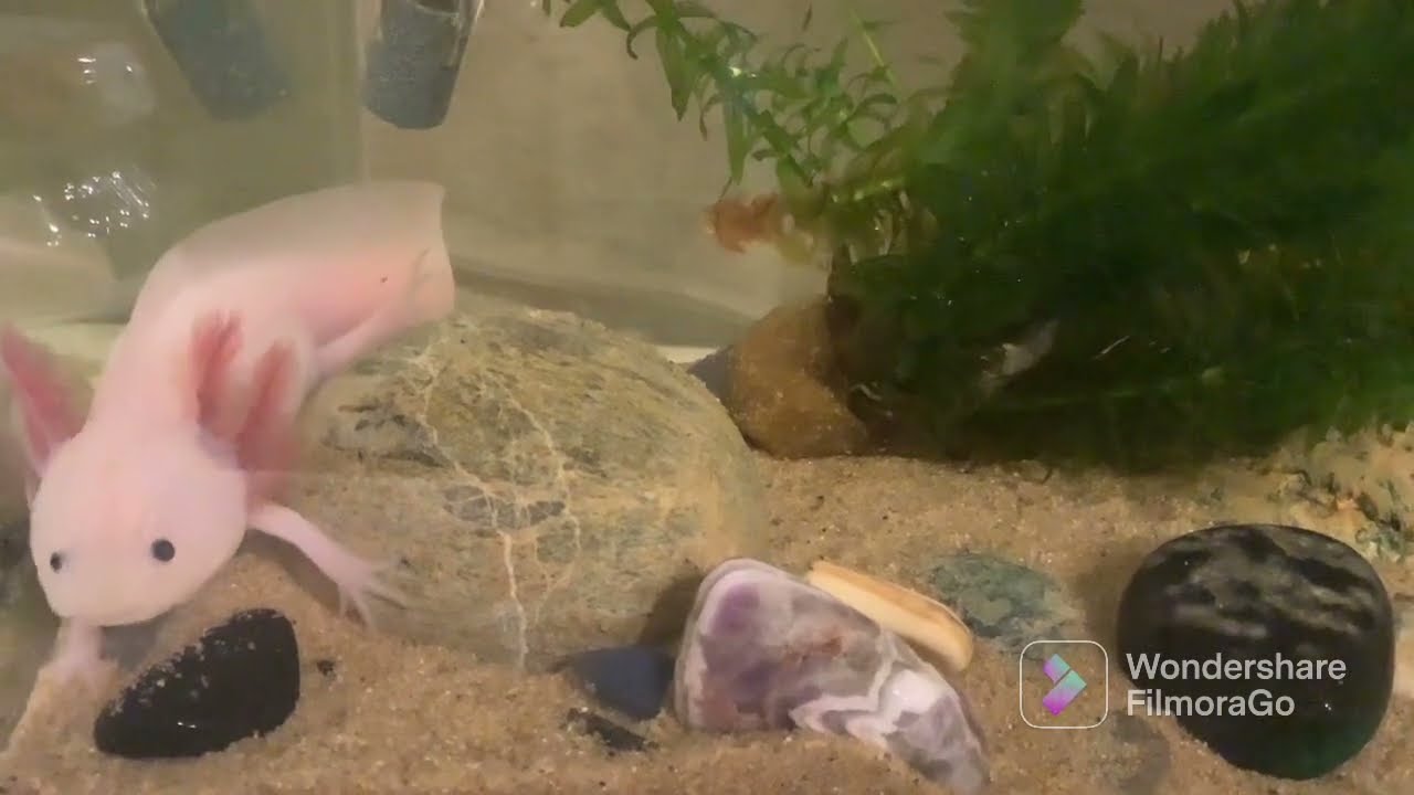 My axolotl gets dinner finally ! - YouTube