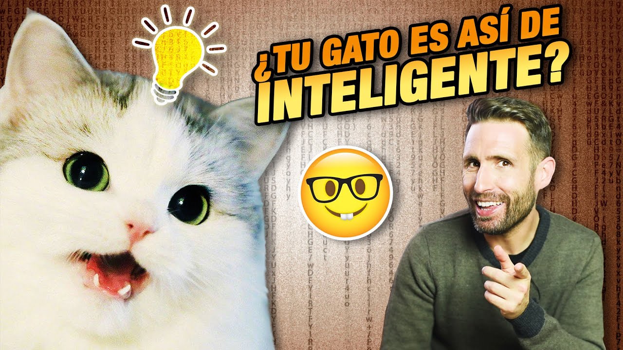 ¿Cómo de INTELIGENTE es TU GATO? 🤓 | Cosas que hacen los gatos en ...