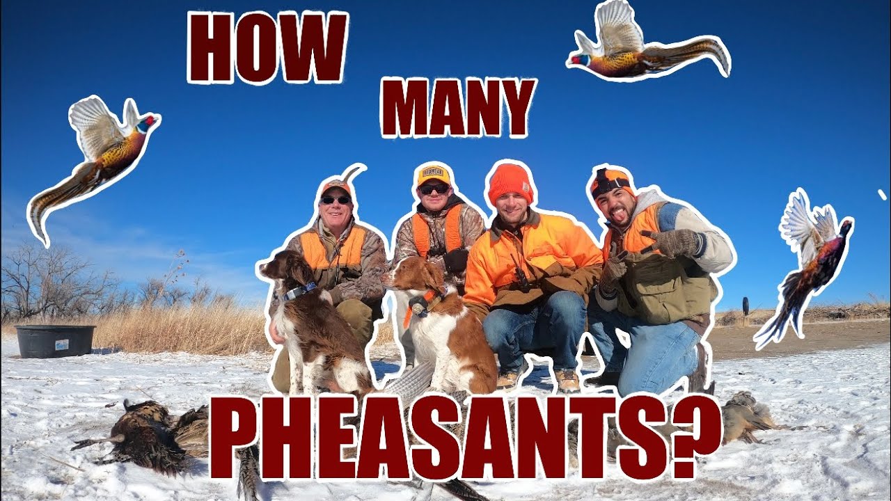 Best PHEASANT HUNTING of my LIFE! - Colorado (Rocky Mountain Roosters ...