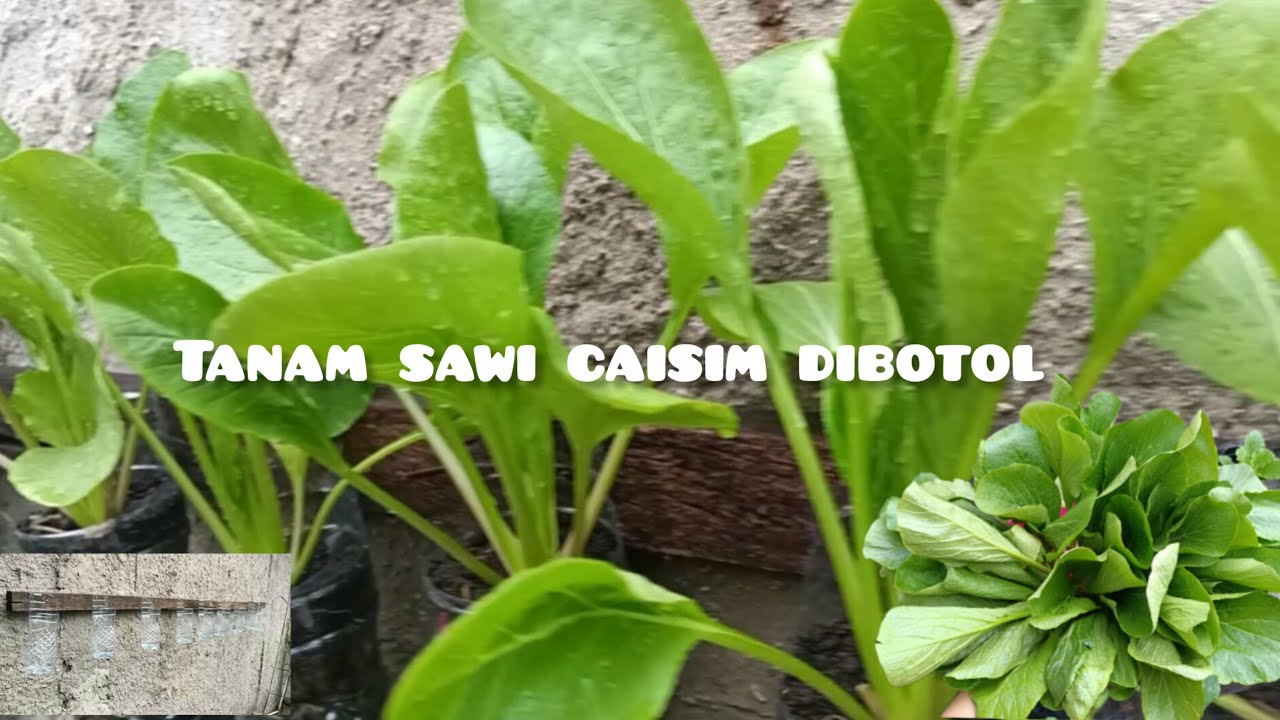 CARA MENANAM SAWI CAISIM DIBOTOL PLASTIK | BOTOL BEKAS - YouTube