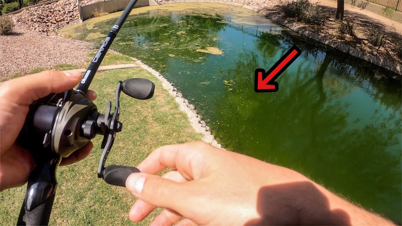 Urban Fishing For Aggressive Bass (Big Fish for Small Pond) - YouTube
