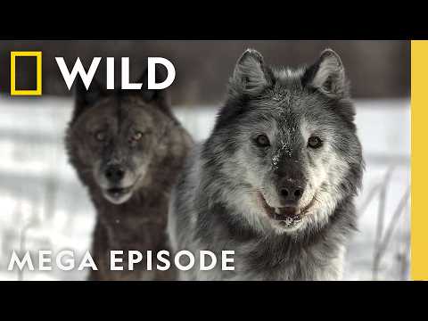 Struggling to Survive in Yellowstone | Wild Yellowstone MEGA Episode | Nat Geo Animals
