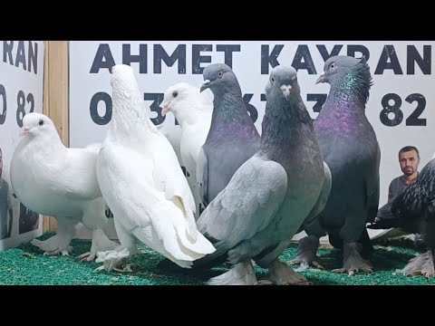 Mardinli Umut Ertekin Abimizin EFSANE OYUN KUŞLARI