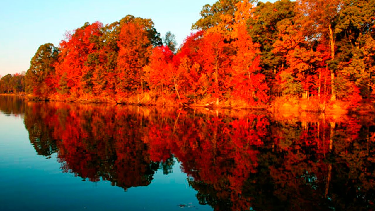 Fall Color - YouTube Music