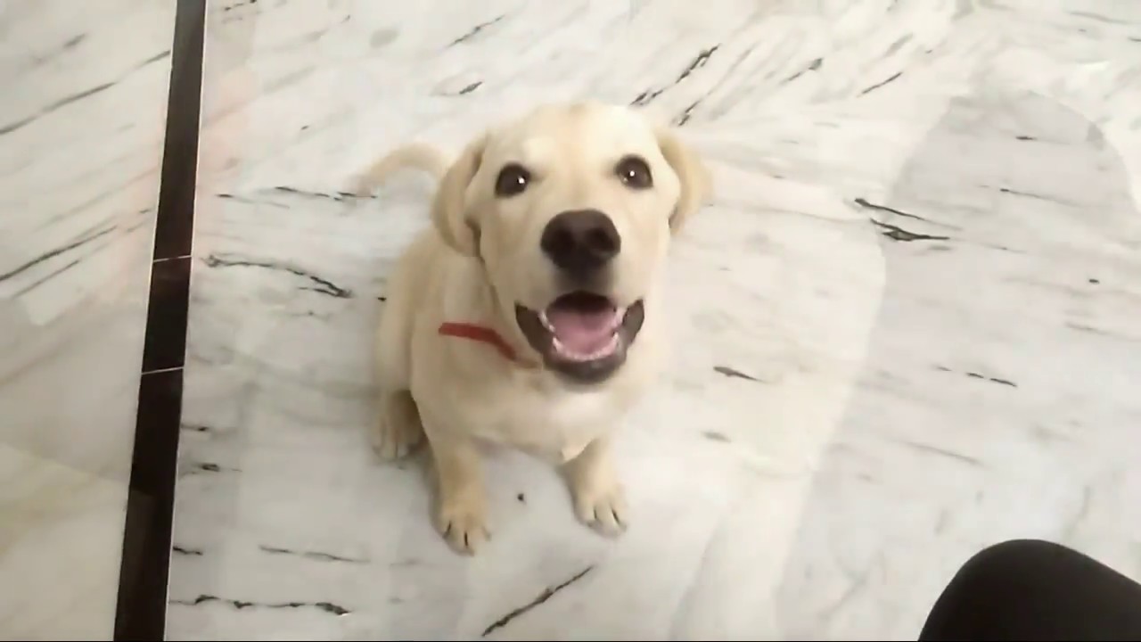 Cute Labra puppy Barking | Cute labra | 4 month labra | Retriever ...