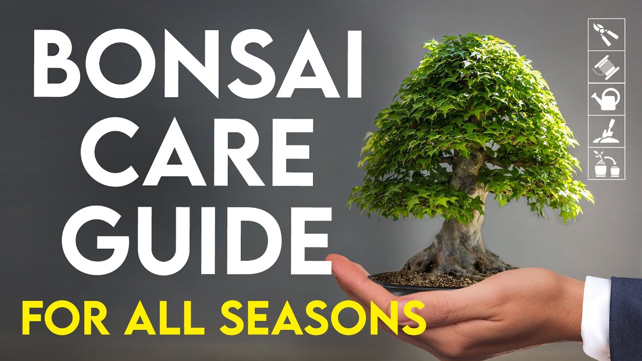 How to care bonsai Tree at home | bonsai trees for beginners | Bonsai ...