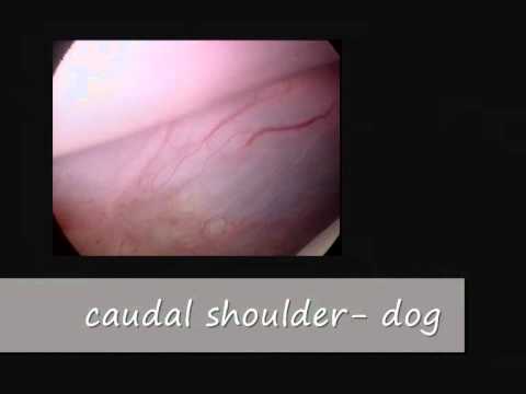 shoulder arthroscopy-vet- normal dog.wmv - YouTube