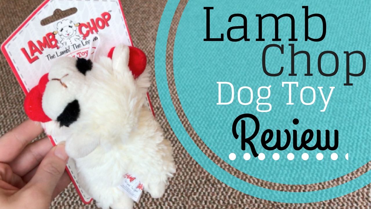 Lamb Chop Toy REVIEW: Multipet - YouTube