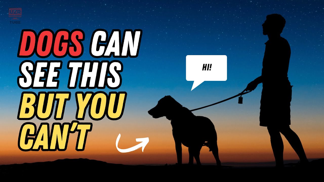 10 STRANGE Things ONLY Dogs Can See And Hear But You Can't! | Dog Super ...