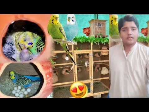 Budgies Colony Me Bache Agye😍 Budgies Colony Breeding progress Bajwa ...