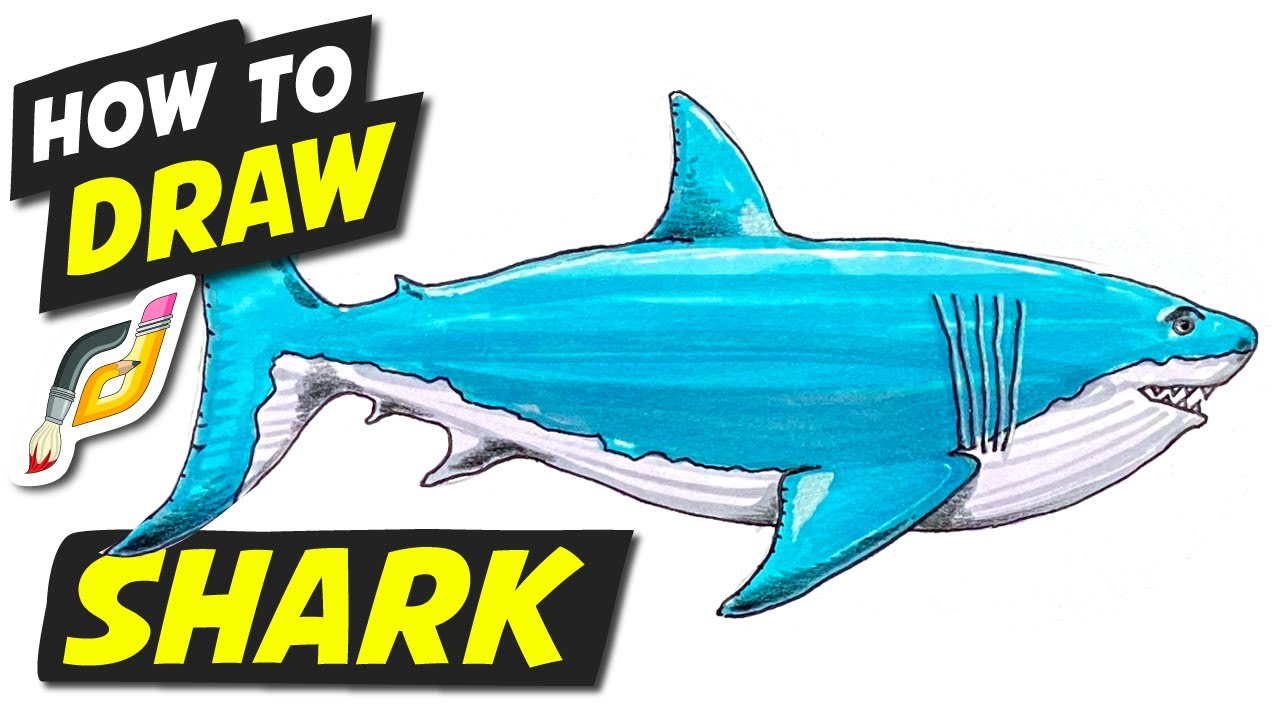 How to Draw a SHARK | Great White | Shark Week - YouTube