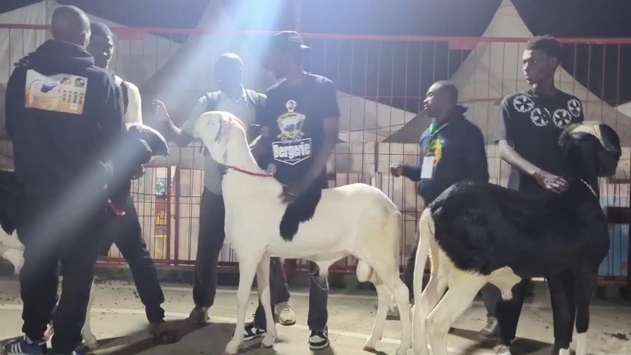 Live streaming of Sunu élevage Tv - YouTube