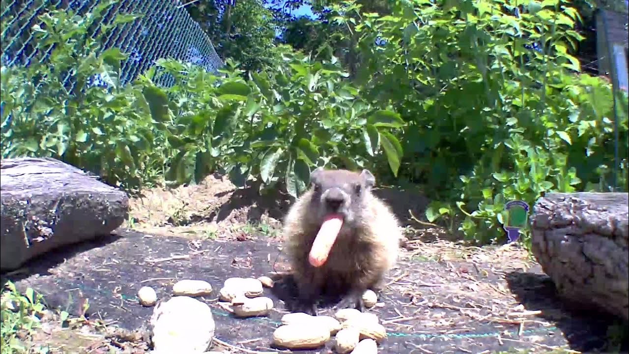 Difference Between Newest Baby And Chibbles - YouTube