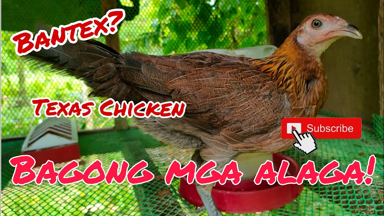 Subukan natin mag-alaga ng Bantex na Manok! | Maganda ba ito alagaan ...