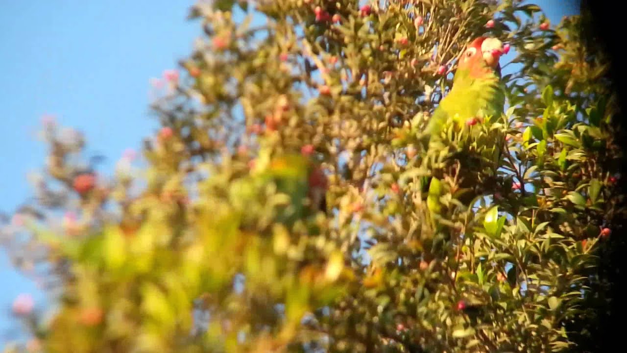 Parrots in Santa Ana SnapZoom - YouTube