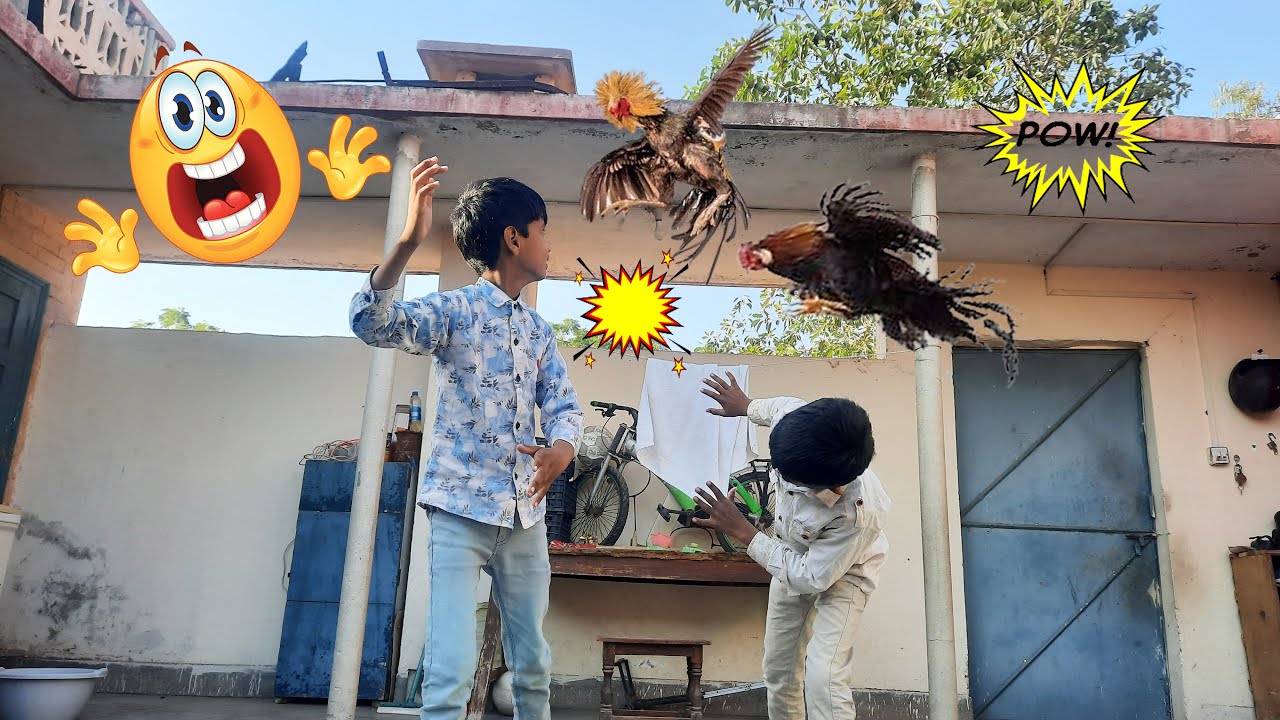 Aseel rooster attack on me 😢😭😞 | aseel murga ladai | aseel murga | asil ...