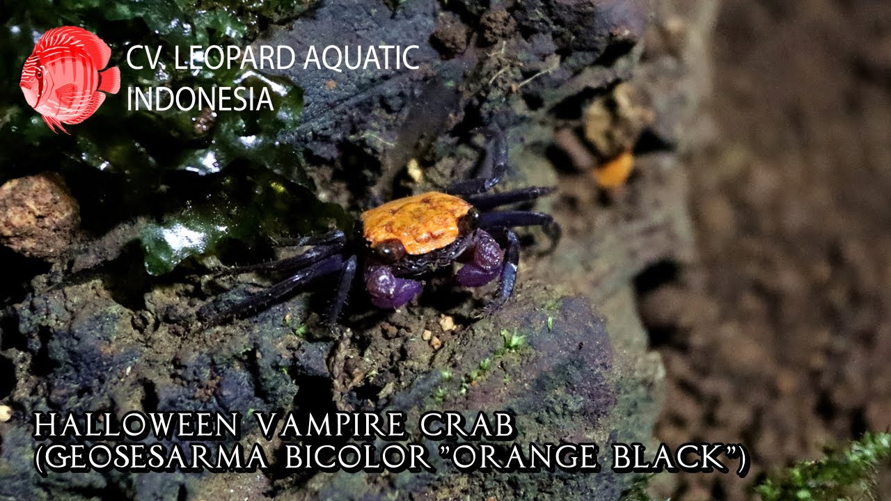 Halloween Vampire Crab. Geosesarma bicolor ”Orange black” (Leopard ...
