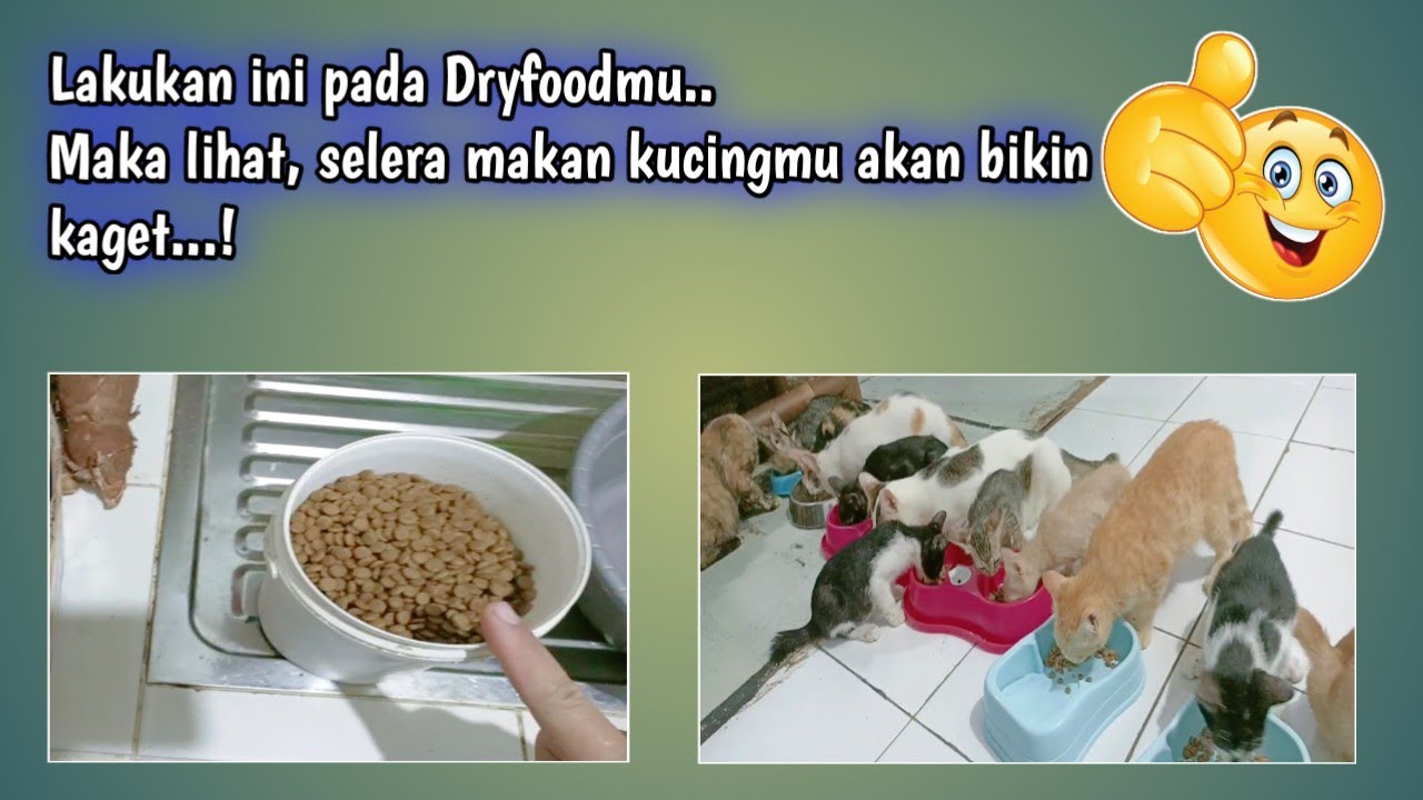 Tips Mudah Agar Kucing Jadi Gemuk Simak Caranya, dijamin Kucingnya ...