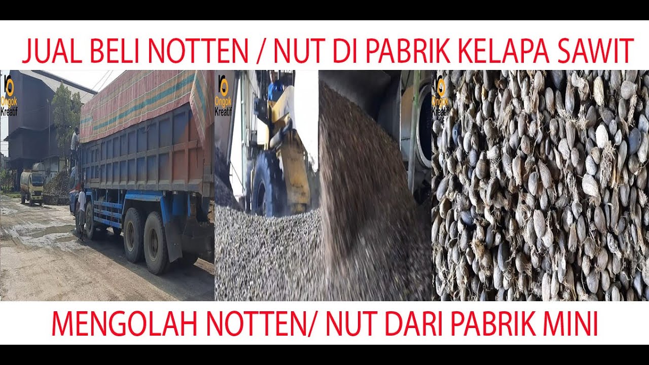 PROSES BONGKAR NUT (NOTTEN) DI PABRIK KELAPA SAWIT - YouTube