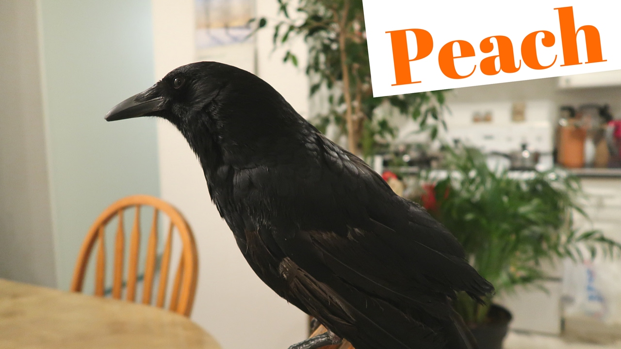 CROW PLAYING AT NIGHT - YouTube