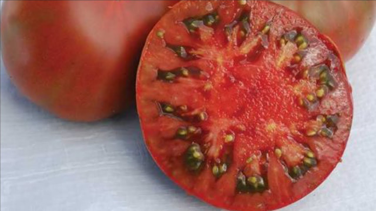 como obtener semillas de tomate - YouTube