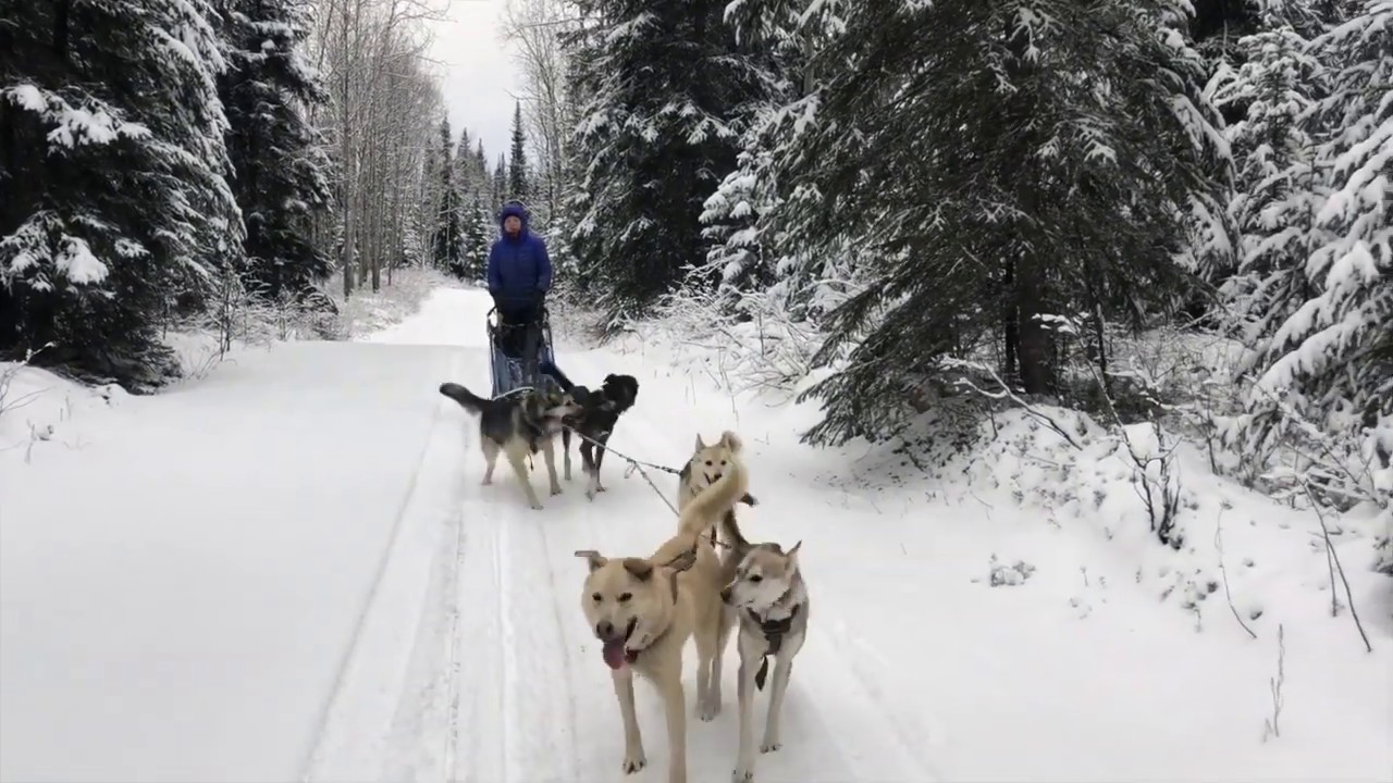Yearlings Sled Run - YouTube