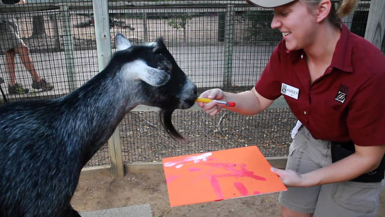 Amazing Painting Goat - YouTube