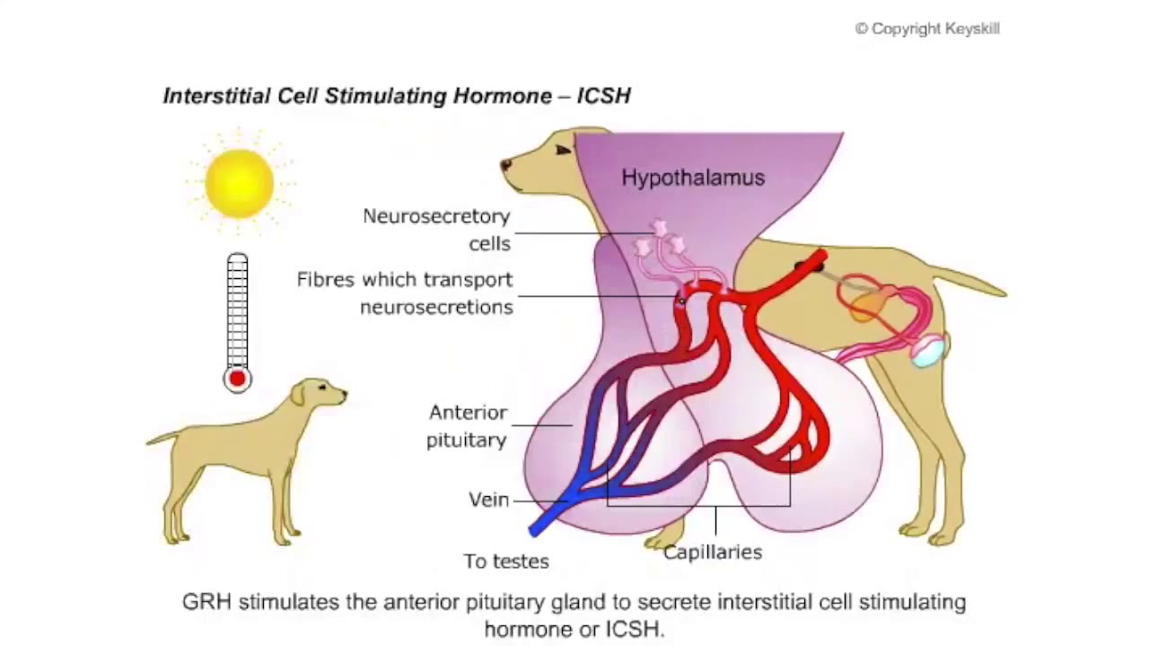 021endocrine pituitary anterior icsh2 UPDATE HD 720p - YouTube