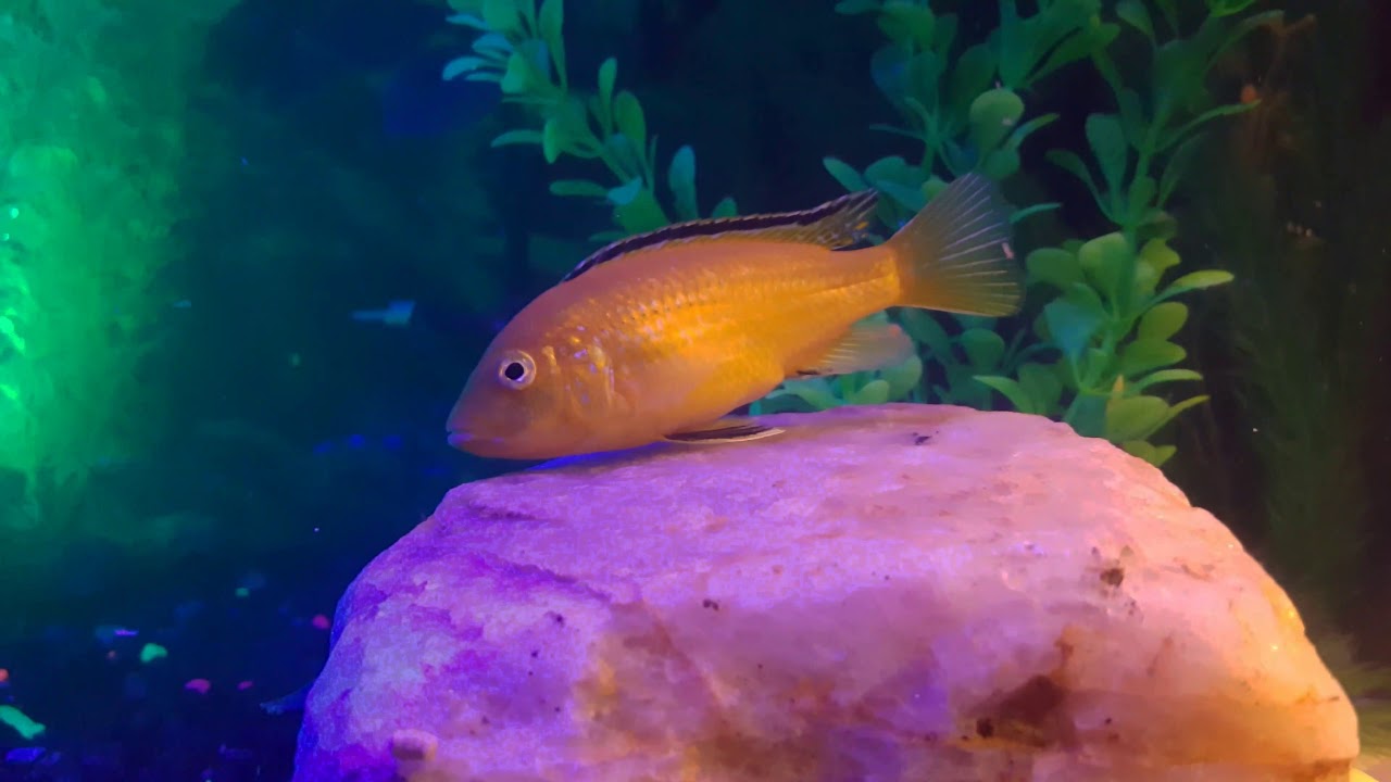 The Annoying yellow fish YEET!!! - YouTube