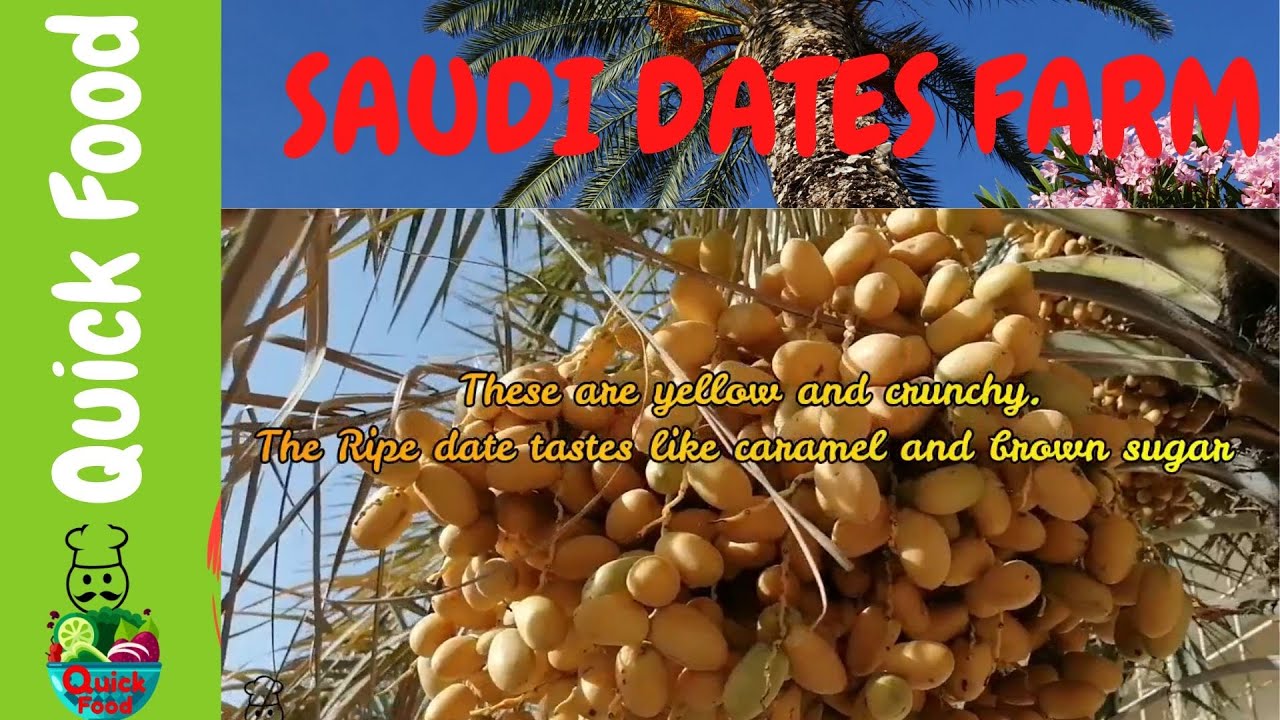 Dates Farm of Saudi Arabia "Awesome" !! - YouTube