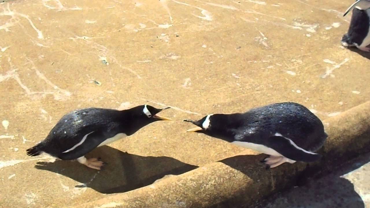 Penguins Squaring Up - YouTube